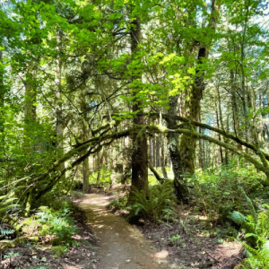 Projects & Maps – Skagit Trail Builders